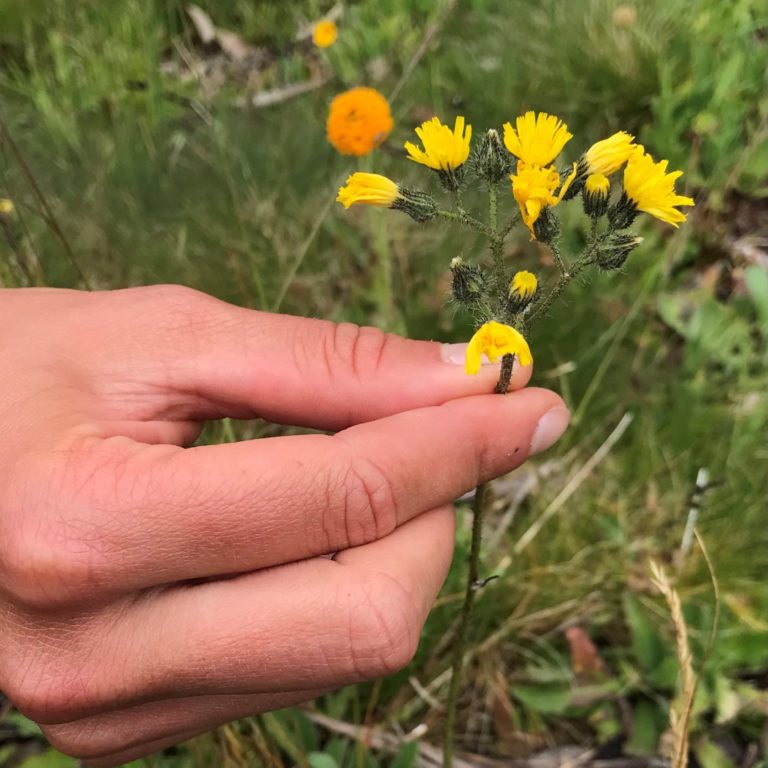 Biodiversity Management - Falls Creek Alpine Resort